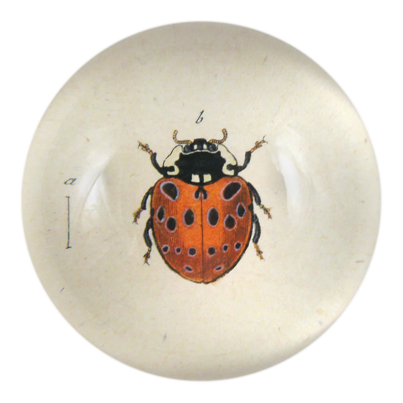 Spotted Ladybug Dome Paperweight – Magnolia Interiors Australia